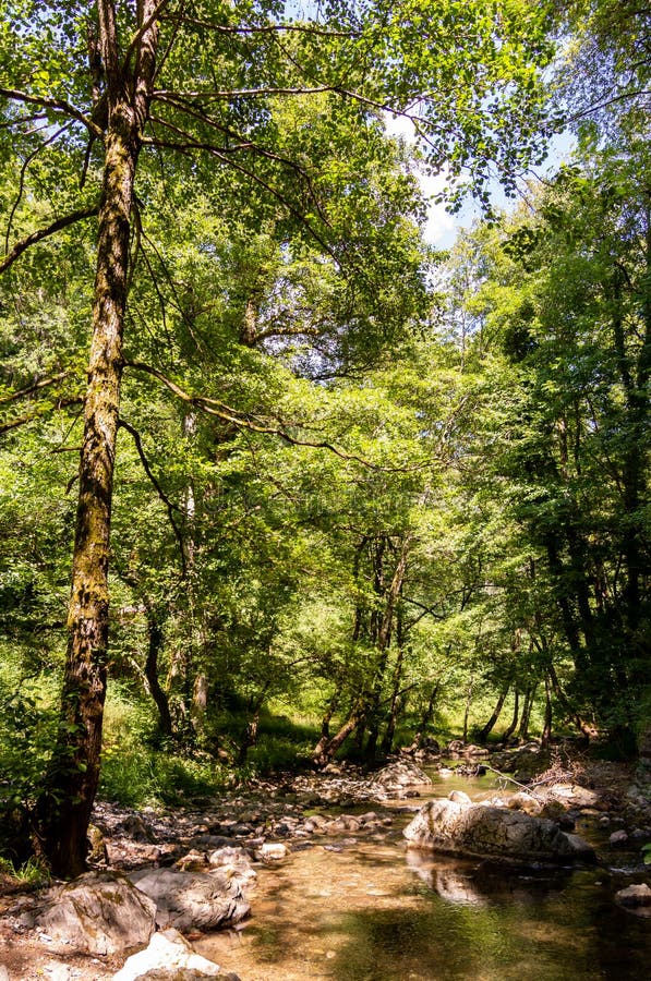 Vertiical View of a River in a Forest in a Hot Summer Day Stock Image ...