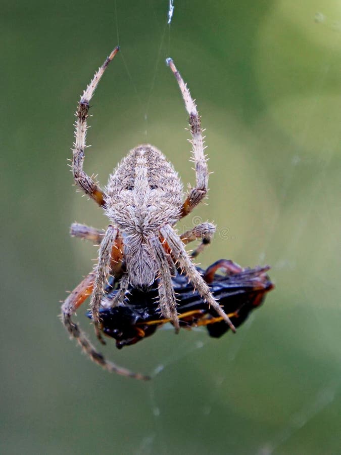Vertikalaufnahme Einer Spinne Im Netz Stockfoto - Bild von insekt ...