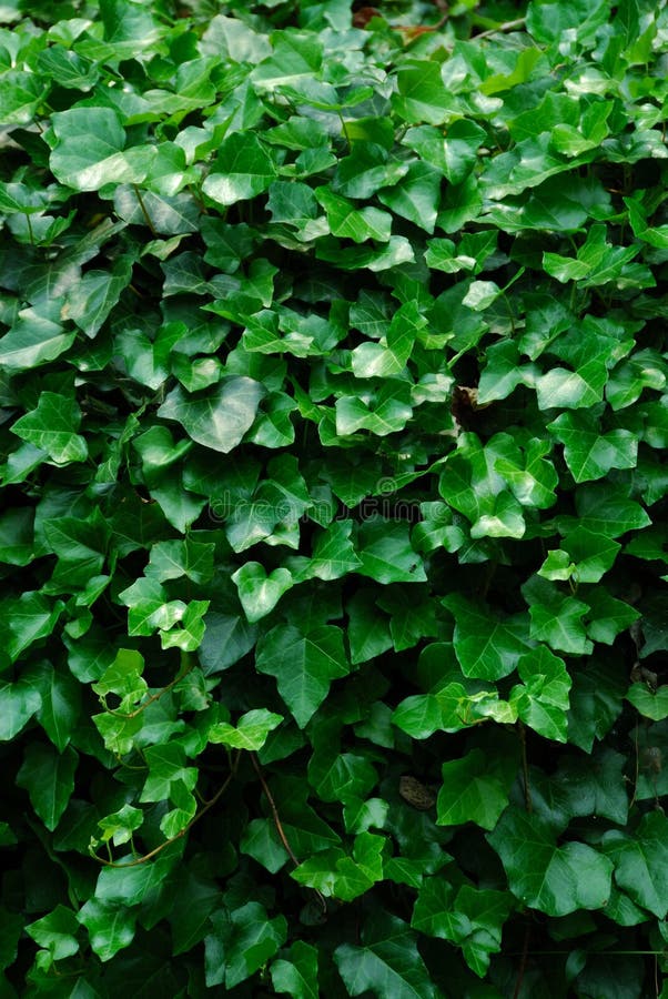 Vertikaler Efeu-Hintergrund Stockbild - Bild von wachstum, haus: 2087281
