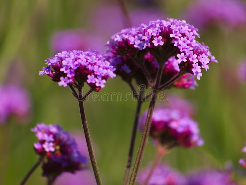 Vervain stock image. Image of color, plant, bloom, verbena - 156249559