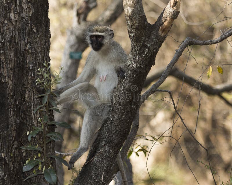 Vervet-Affe, Sitzend Auf Niederlassung Mit Den Armen Faltete Beine ...