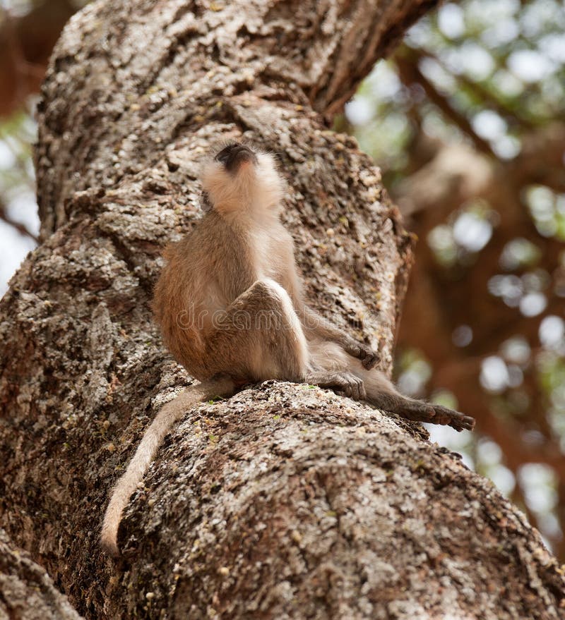 Vervet-Affe, Der in Einem Baum Sitzt Stockbild - Bild von krater ...
