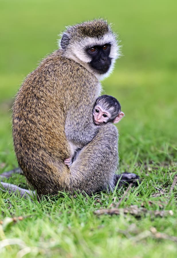 Vervet-Affe in der Savanne stockbild. Bild von tier, pflanzen - 68449313