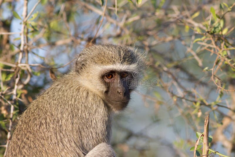 Vervet-Affe Im Baum in Nationalpark Kruger Stockbild - Bild von ...