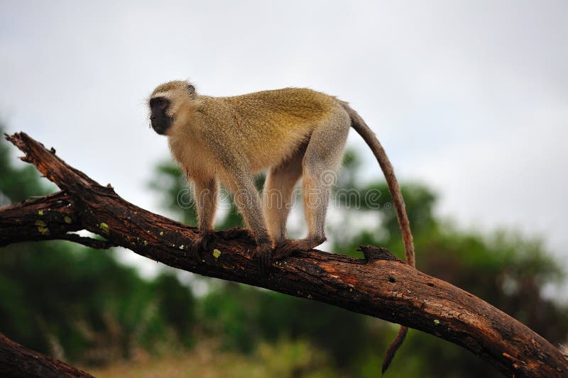 Vervet-Affe, Der Auf Einem Baum Mit Victoria Falls Im Hintergrund ...