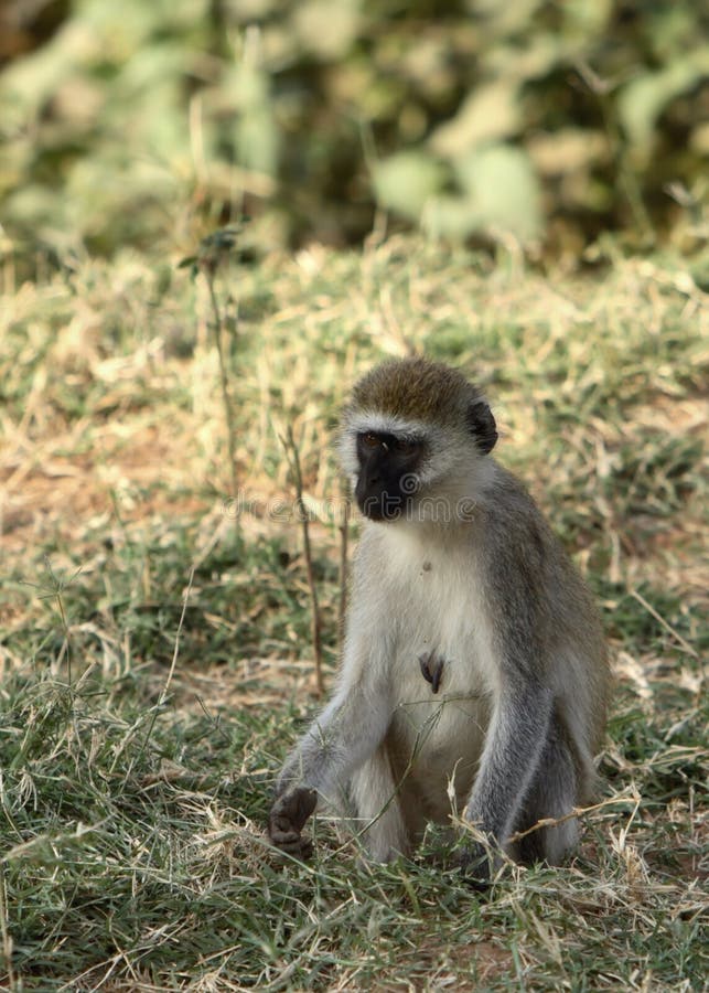 Vervet Monkey, Africa stock photo. Image of park, destination - 20586858