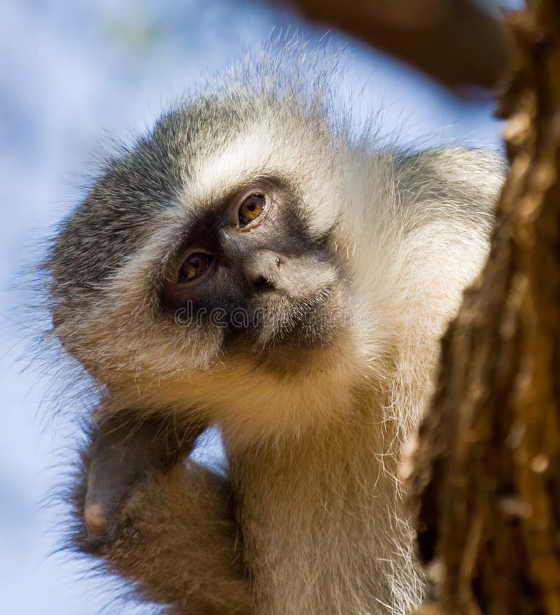 Staring monkey. stock image. Image of monkey, hair, inquisitive - 2108347