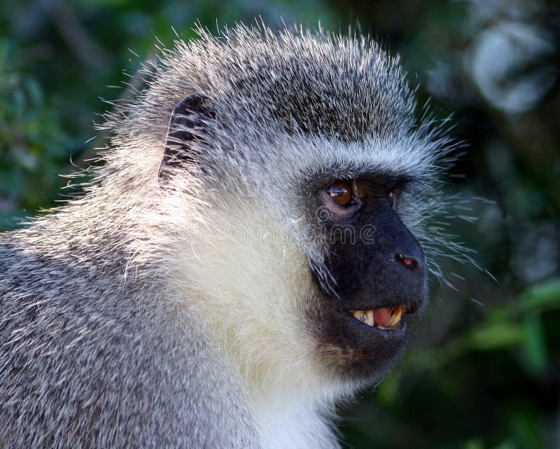 Vervet Monkey Face in African Jungle Stock Photo - Image of ...