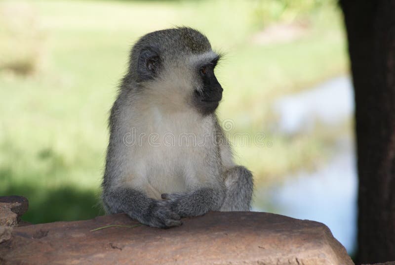 Vervet monkey stock photo. Image of hold, monkey, curious - 13182726