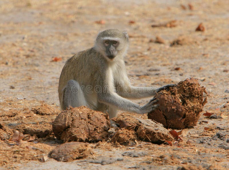 Vervet monkey stock photo. Image of green, travel, monkey - 20982446