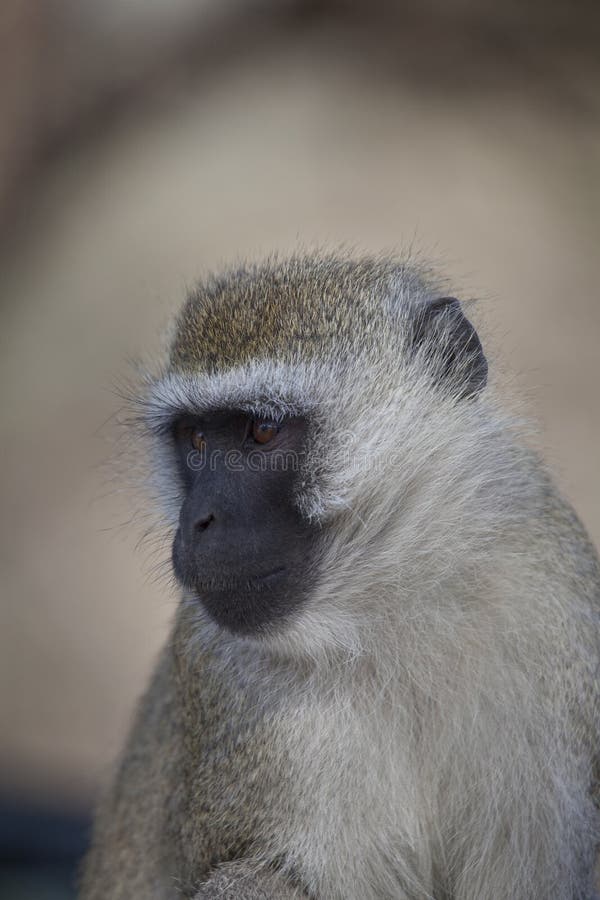 Vervet Monkey stock photo. Image of primate, tanzania - 21710168