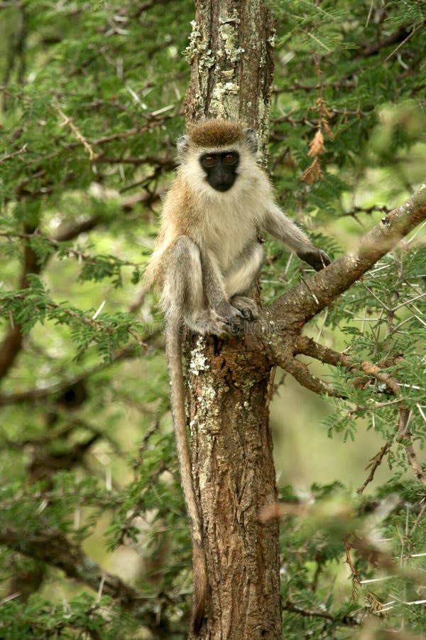 The Vervet Monkey, Lake Manyara, Tanzania, Africa. Stock Image - Image ...