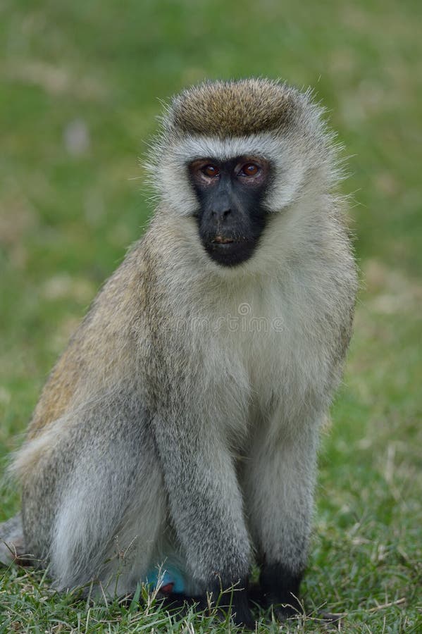 Blue Vervet Monkey stock image. Image of nature, wildlife - 114158143