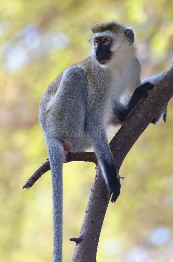 Vervet monkey stock image. Image of chlorocebus, primate - 27712469