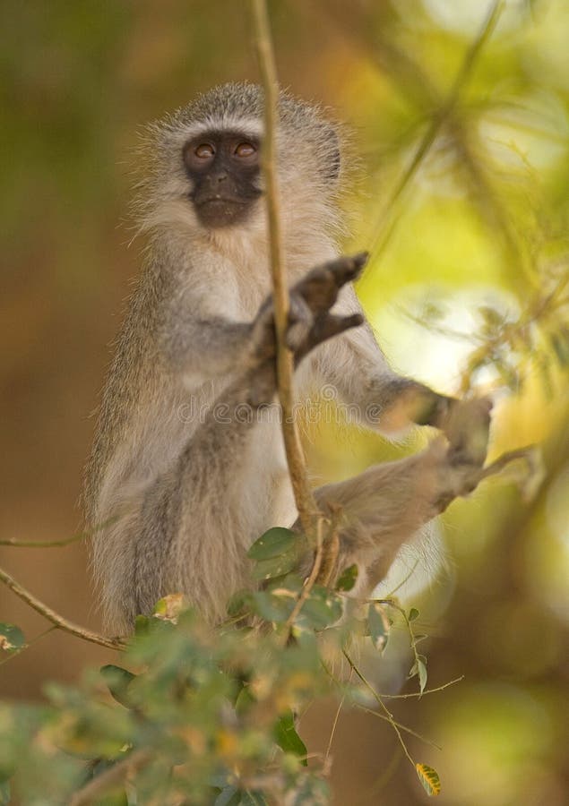 Vervet Monkey in Fig-Mulberry Tree Stock Image - Image of africa ...