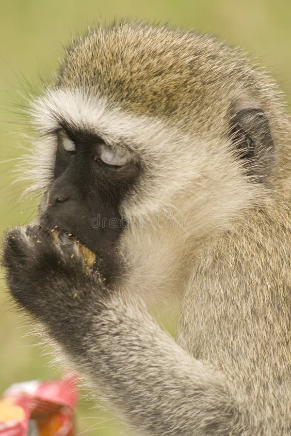 Monkey Eating Chips Stock Photos - Free & Royalty-Free Stock Photos ...