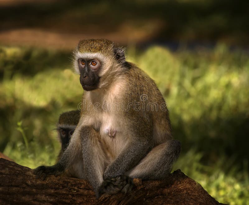 Vervet Monkey, Africa stock photo. Image of park, destination - 20586858