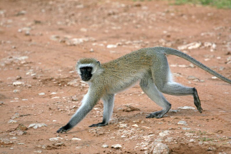 Vervet Monkey - Africa stock image. Image of tourism - 26294173