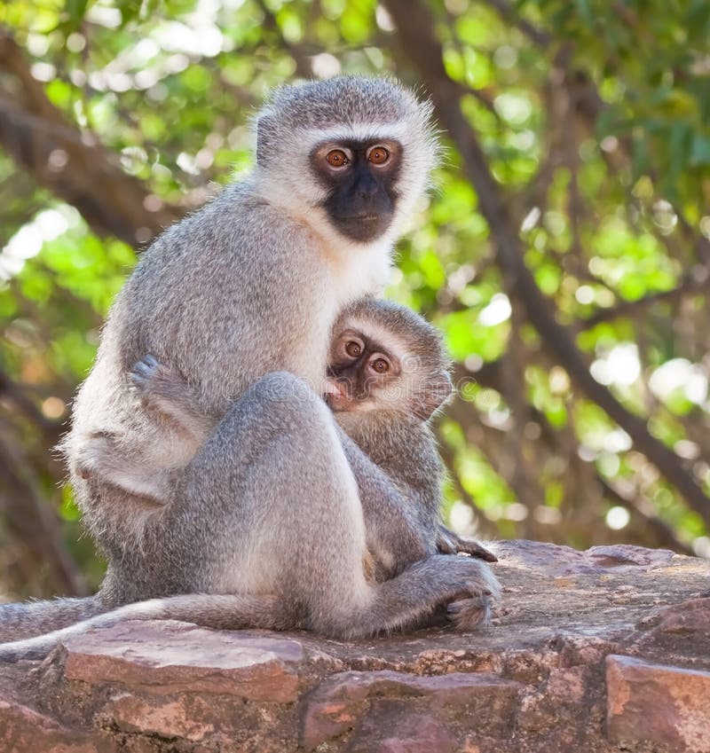 The Vervet Monkey, Lake Manyara, Tanzania, Africa. Stock Image - Image ...