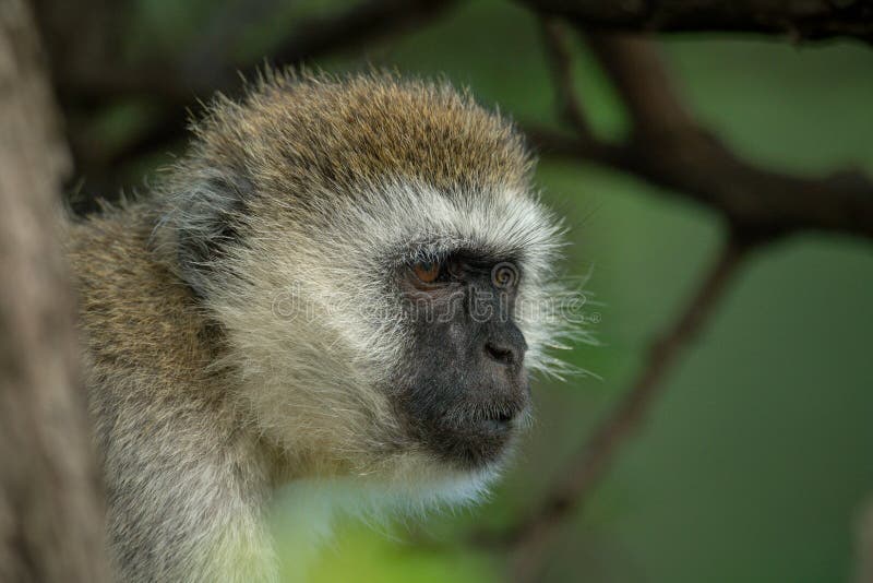 Vervet Monkey Behind Tree Trunk Stares Right Stock Image - Image of ...