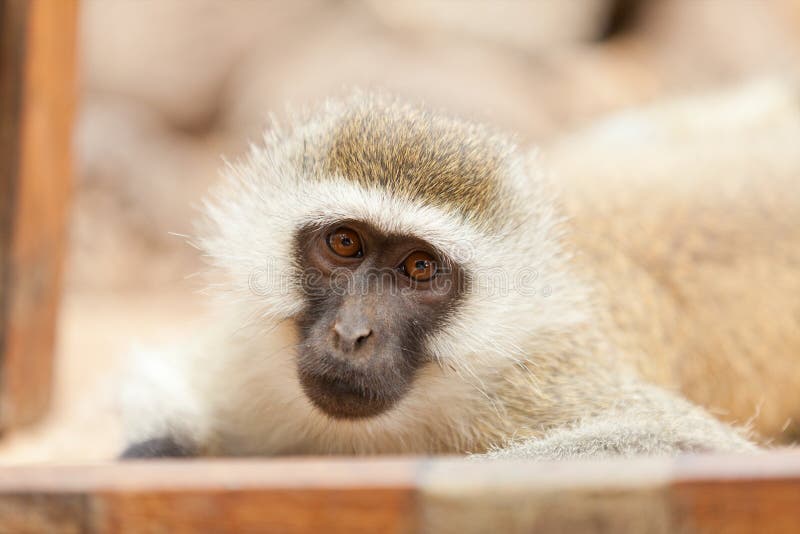 Vervet monkey stock photo. Image of africa, wild, destination - 58490890