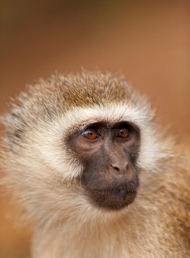 Vervet monkey on a tree stock image. Image of animals - 48876303