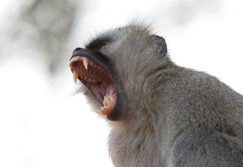 Monkey Teeth Stock Images - Download 2,015 Royalty Free Photos