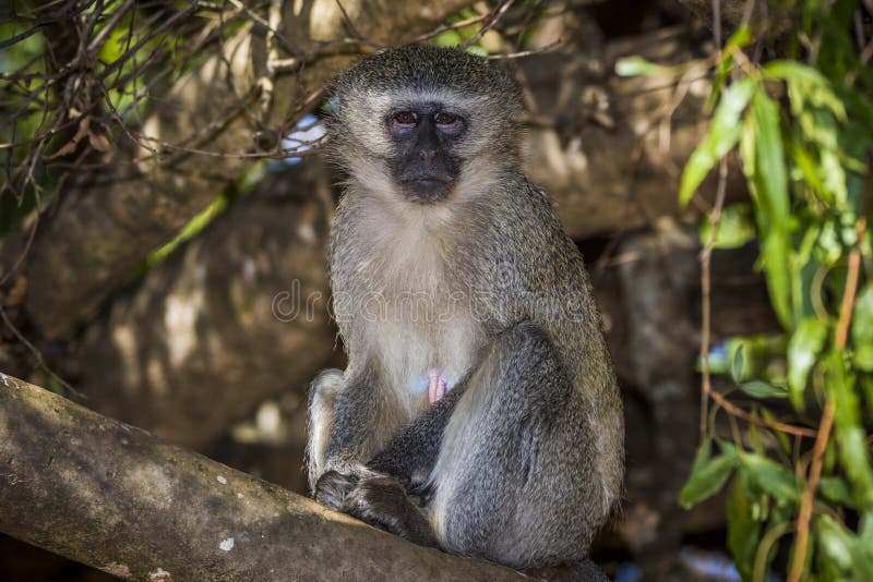 Vervet Monkey Cercopithecus Aethiops Sitting in a Tree, South Africa ...