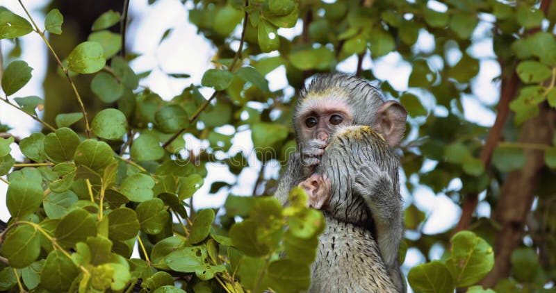 Vervet Monkey, Cercopithecus Pygerythrus, Babies Play in the Trees ...