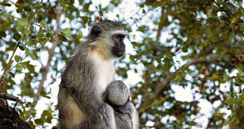 Vervet Monkey, Cercopithecus Pygerythrus, Babies Play in the Trees ...