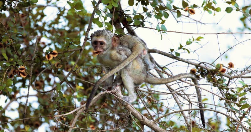Vervet Monkey, Cercopithecus Pygerythrus, Babies Play in the Trees ...