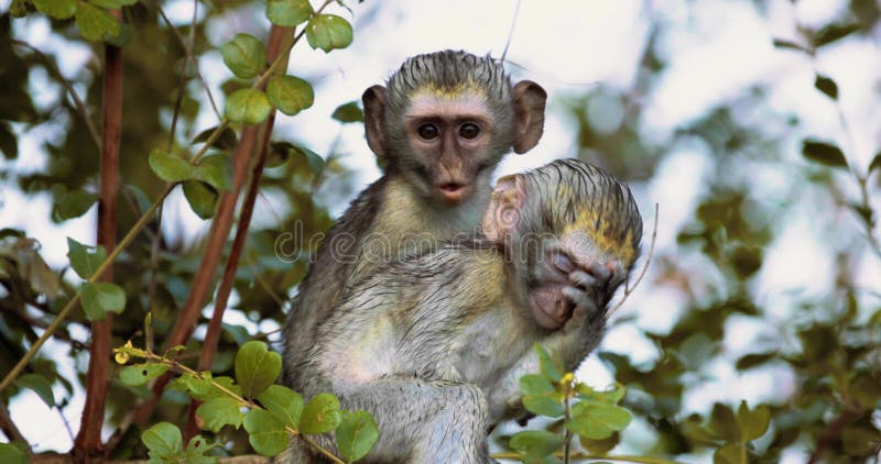 Vervet Monkey, Cercopithecus Pygerythrus, Babies Play in the Trees ...