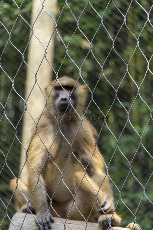 Vervet Monkey, Cercopithecus Pygerythrus, Caged at the Zoo, Mexico ...