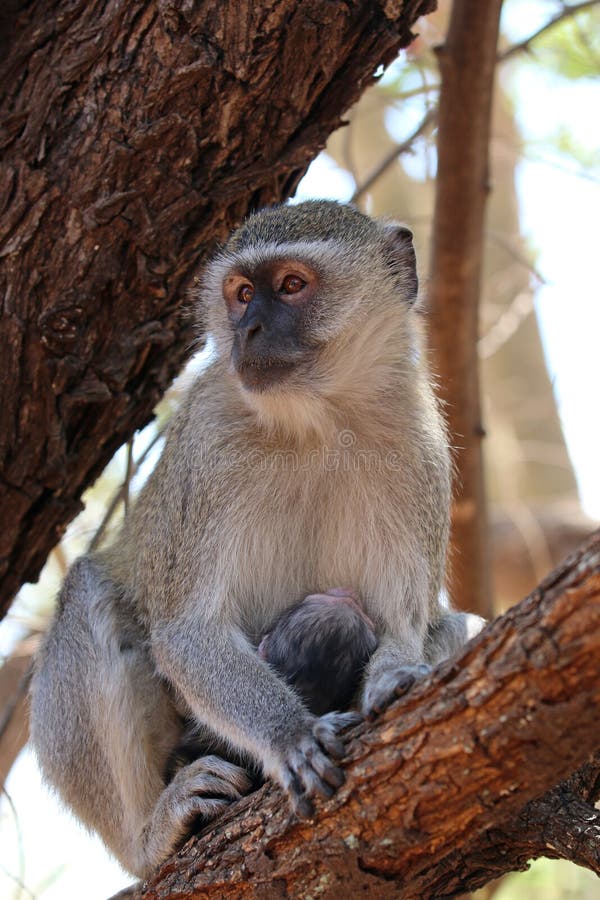 Vervet Monkey stock photo. Image of africa, happy, nature - 35876970