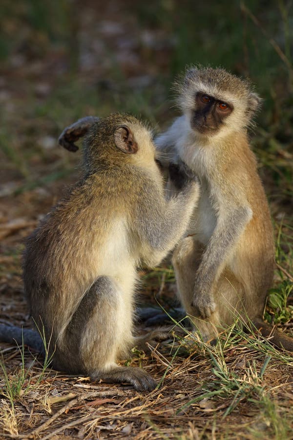 Monkey behavior stock image. Image of southeast, behavior - 26142385