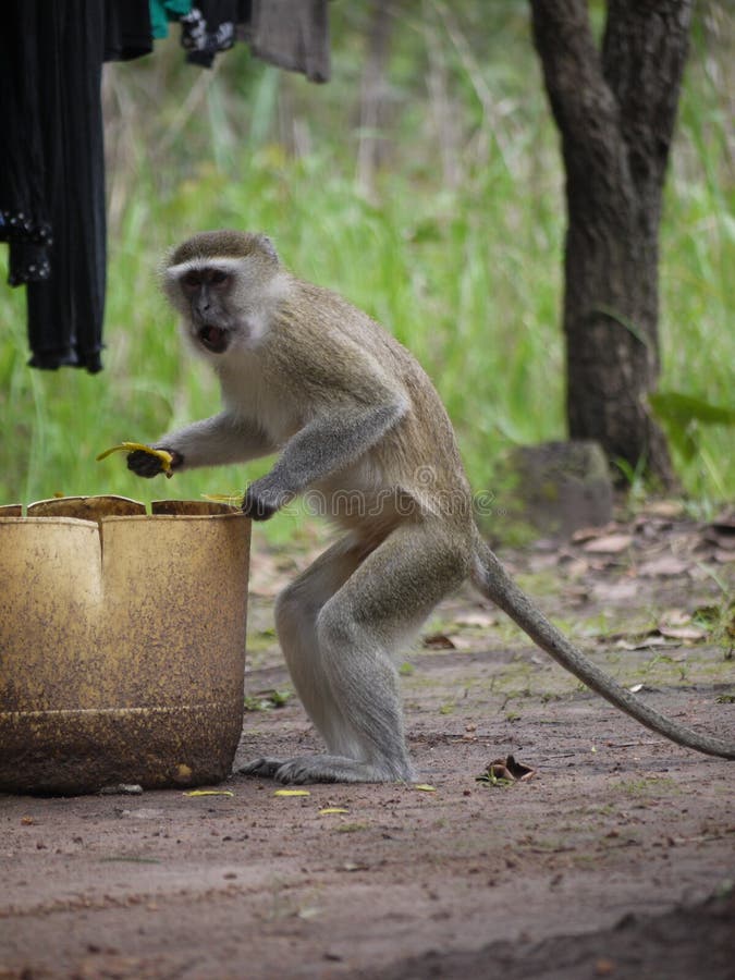 Vervet Monkey stock image. Image of primate, pygerythrus - 50142595