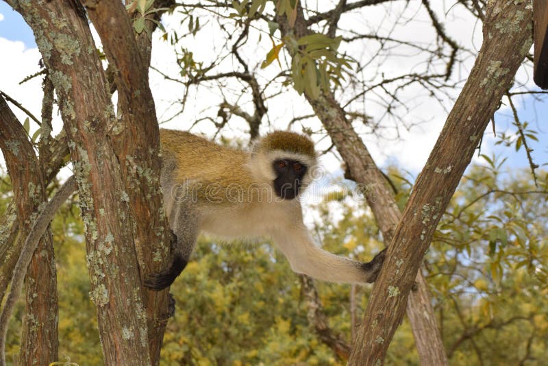 Monkey climbs a tree; stock image. Image of pets, tree - 40363481