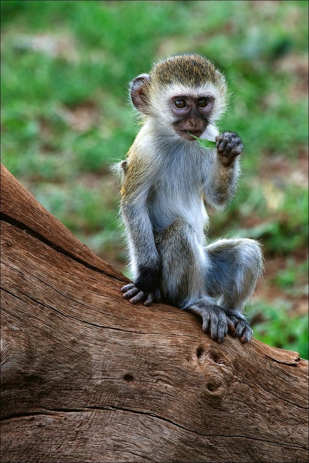 78+ Monkey cub Free Stock Photos - StockFreeImages