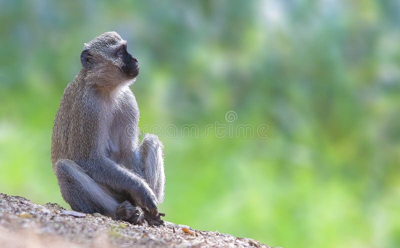 Deep eyes of monkey stock photo. Image of squatted, china - 96657626