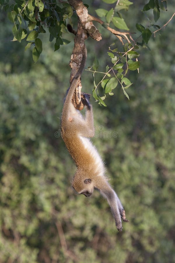 Vervet Monkey Doing Gymnastics. Stock Image - Image of kenya, africa ...