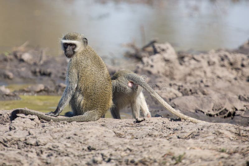 Vervet Monkey Drinking Water from Pond with Dry Mud Stock Photo - Image ...