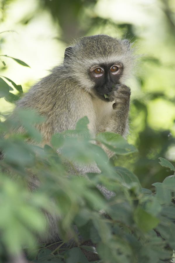 Vervet Monkey Eating Leaves Stock Photo - Image of hunt, fluffy: 28670916