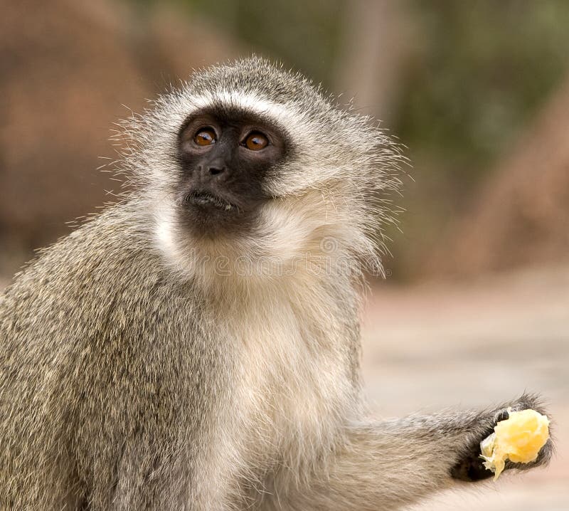 Vervet monkey stock photo. Image of cercopithecus, looking - 1915340