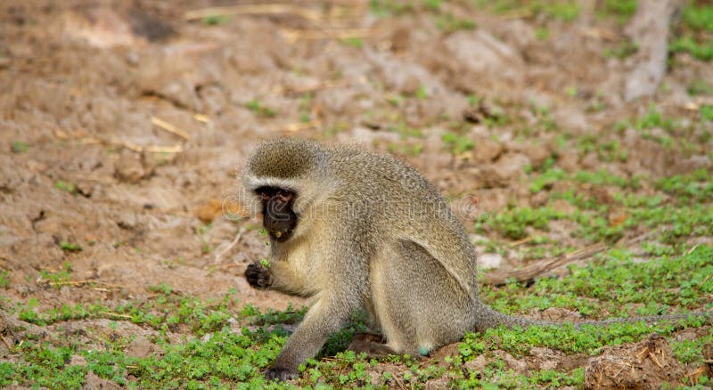 Vervet monkey in a forest stock image. Image of vacation - 240714537