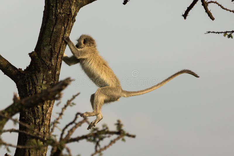 Vervet monkey jumping in a tree, Black-faced vervet monkeys jumping in ...