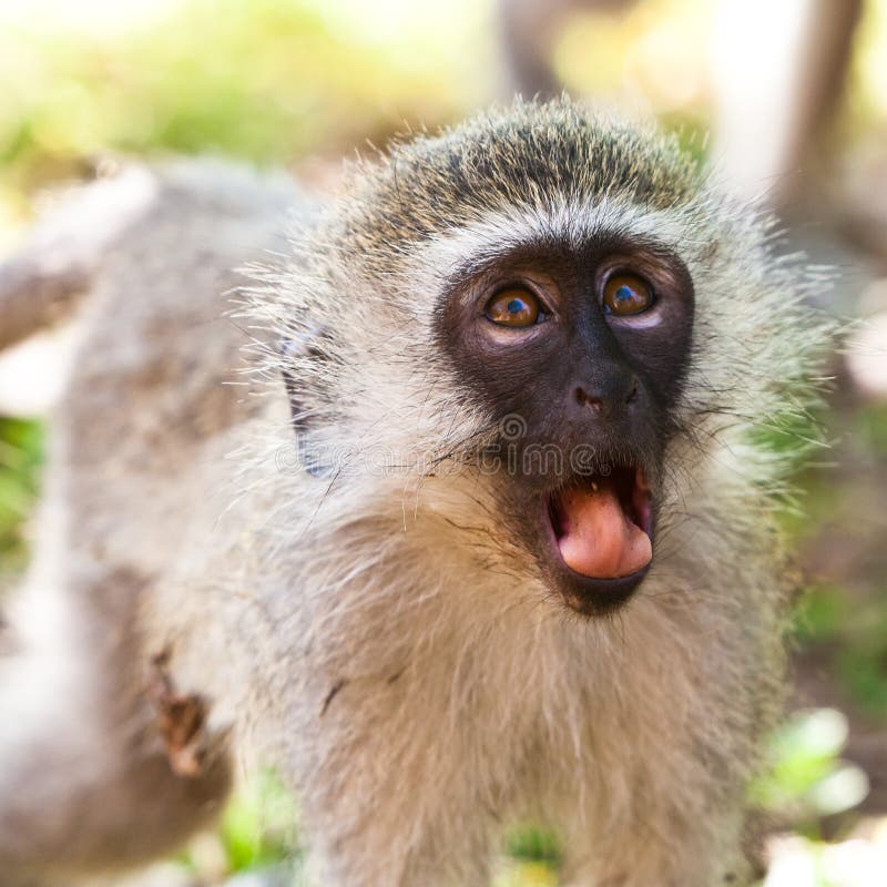 Vervet Monkey Looking Surprised Stock Image - Image of amazed, mouth ...