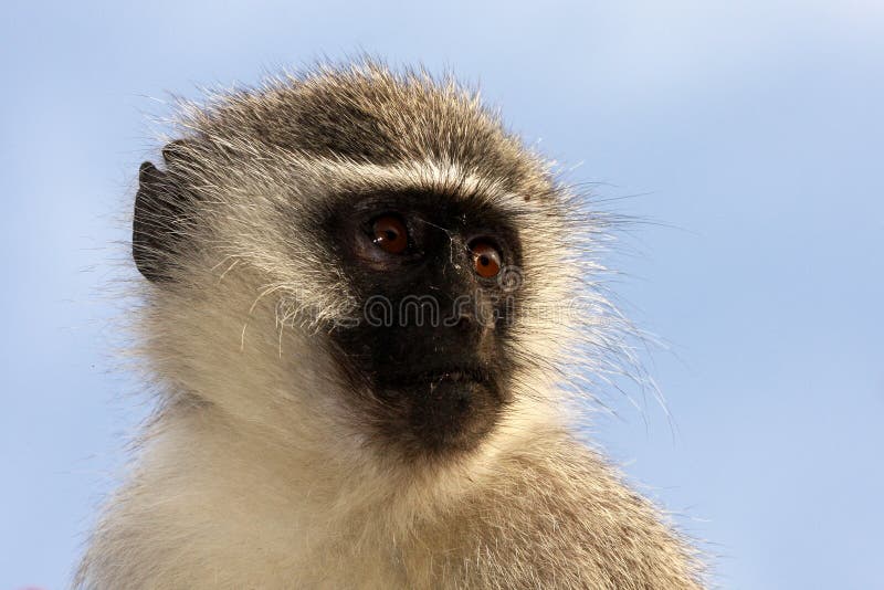 Vervet monkey portrait stock image. Image of cercopithecus - 24217839