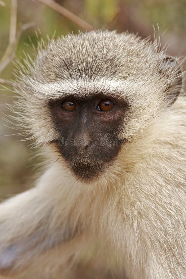 Vervet monkey portrait stock image. Image of hairy, aethiops - 9251039