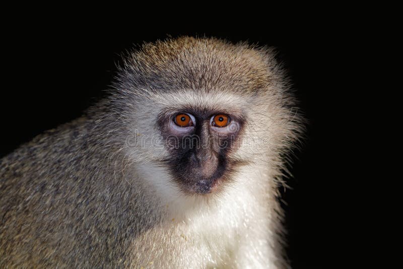 Vervet monkey portrait stock photo. Image of cute, isolated - 74444038