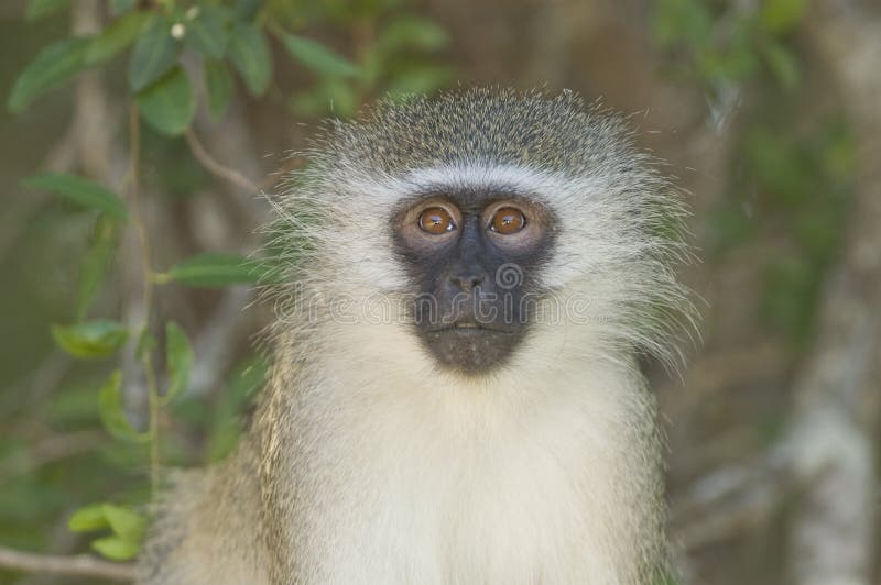 Vervet Monkey Portrait, South Africa Stock Photo - Image of chlorocebus ...